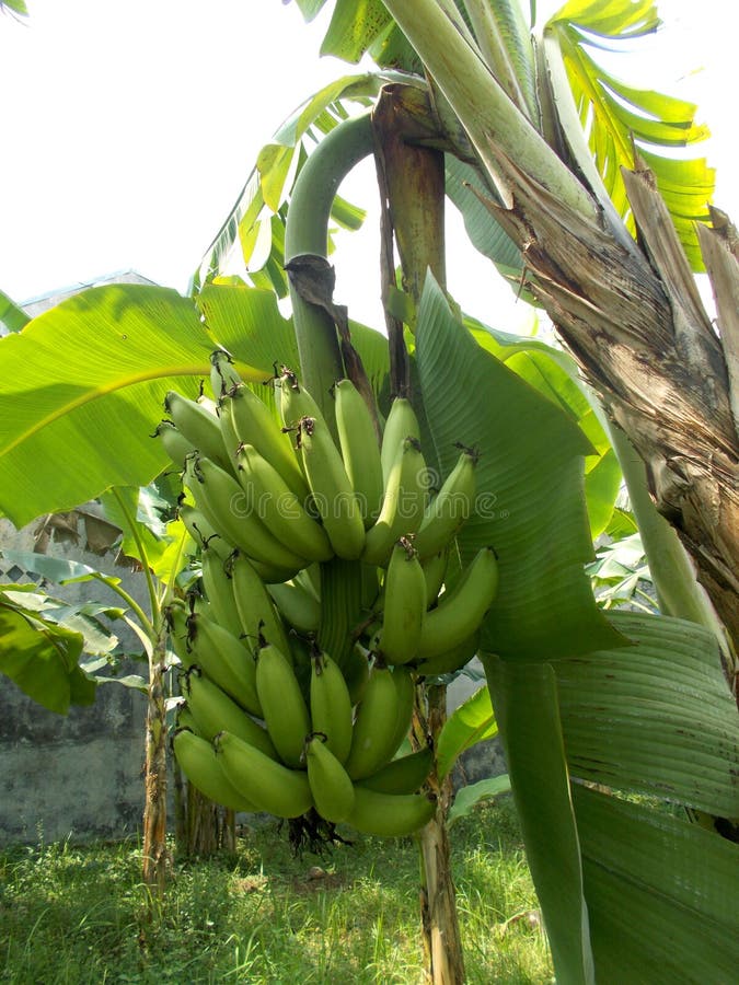Banana Tree Green Bunch of Fruit Stock Photo - Image of garden, diet ...