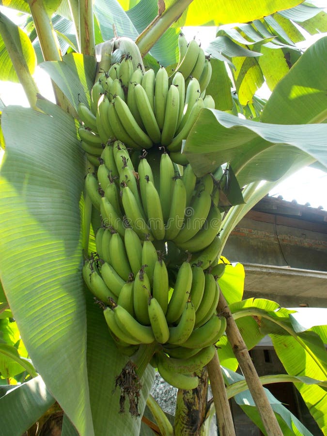 Banana Tree Green Cavendish 2 Stock Photo - Image of agro, bunch: 101370266