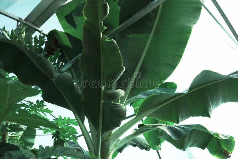 Banana Tree with Green Leaves Growing Outdoors, Bottom View Stock Image ...