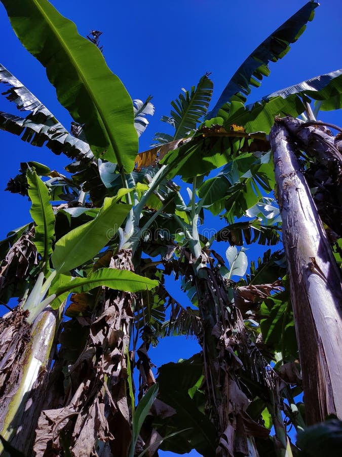 Banana Tree Green Leaves Standing Upright Stock Photos - Free & Royalty ...