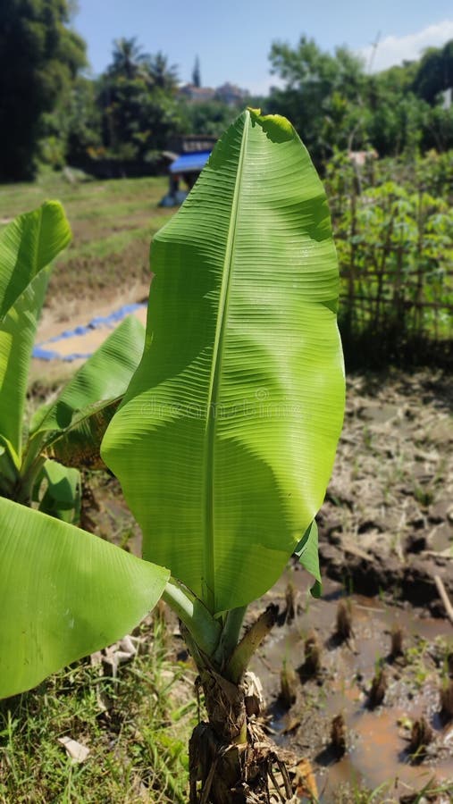 Banana Tree Growth in the Paddy Field Area Stock Photo - Image of ...