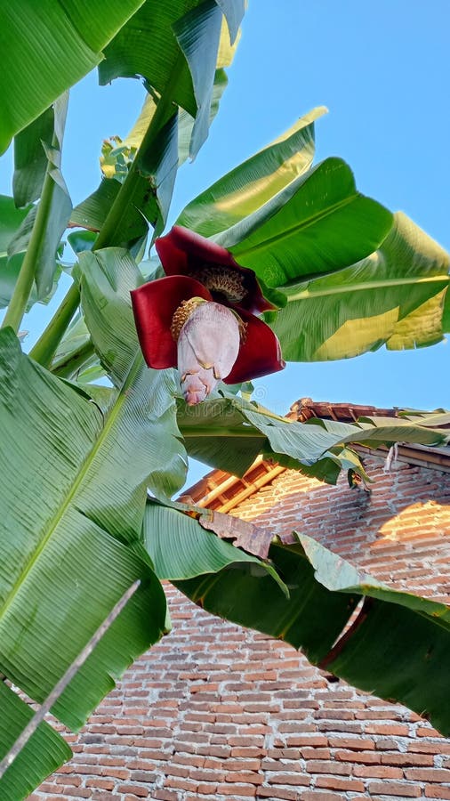 The Banana Tree Has Its Heart Out and the Banana Petals Have Started To ...