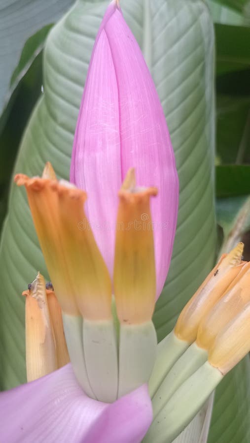 Banana Tree Heart Will Be Bananas Stock Photo - Image of detail ...