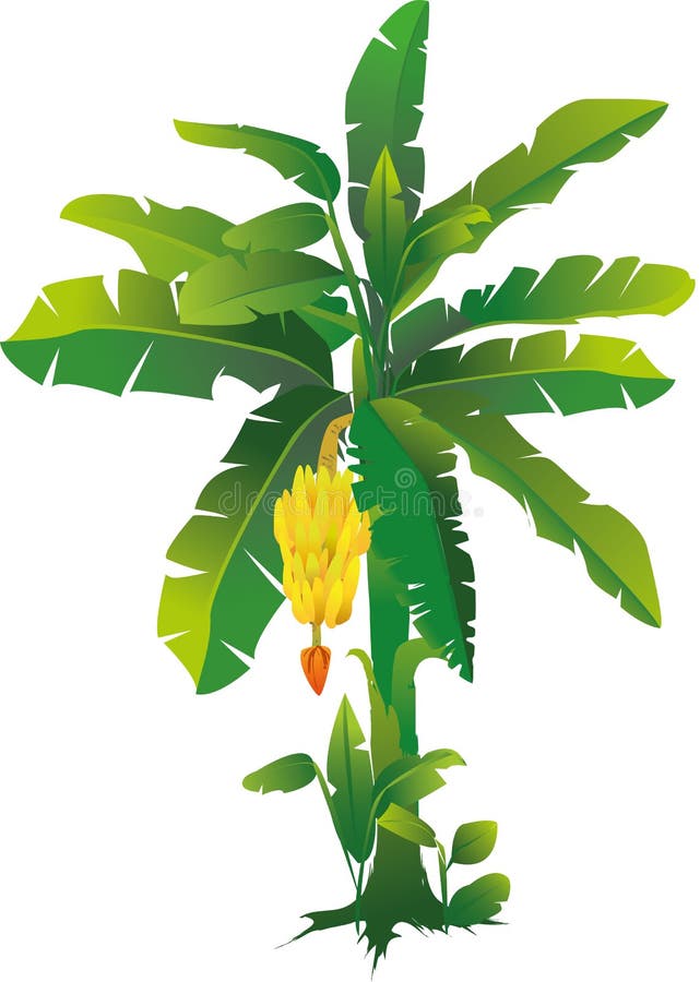 Banana Tree Stock Illustrations – 34,549 Banana Tree Stock ...