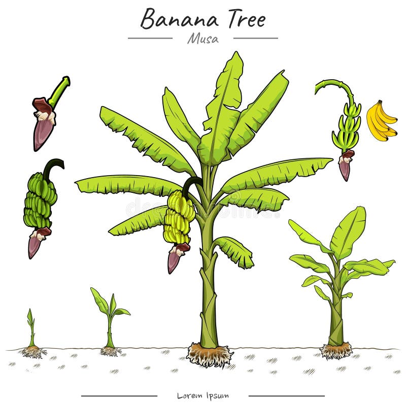 Banana Tree illustration stock vector. Illustration of tree - 289426103