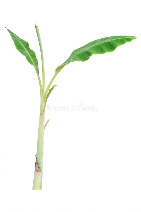 Banana Tree Isolated on White Background Stock Image - Image of banana ...