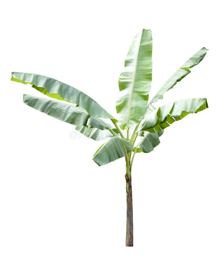Banana tree isolated stock photo. Image of isolated - 276734030