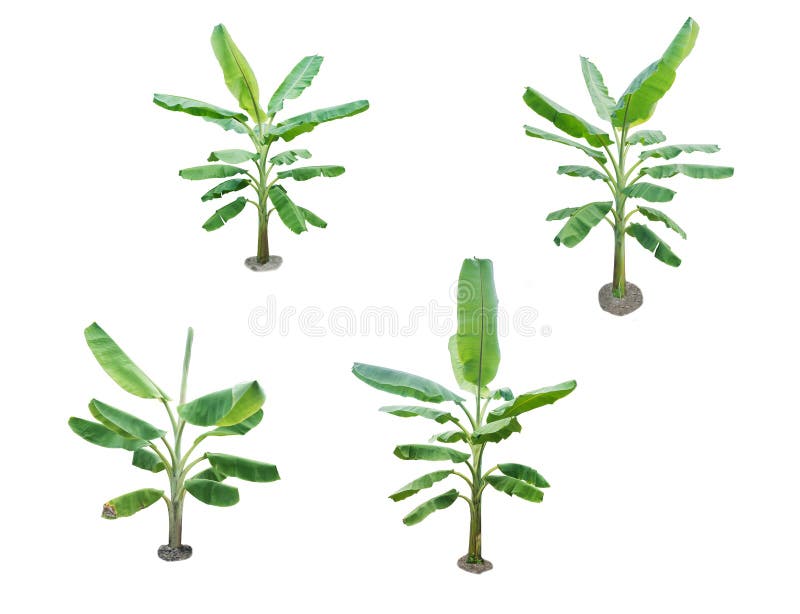 Banana tree stock image. Image of flora, branch, garden - 33761145