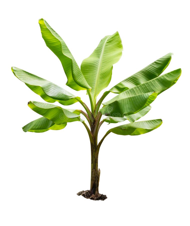 Banana Tree Isolated on White Background with Clipping Paths for Garden ...