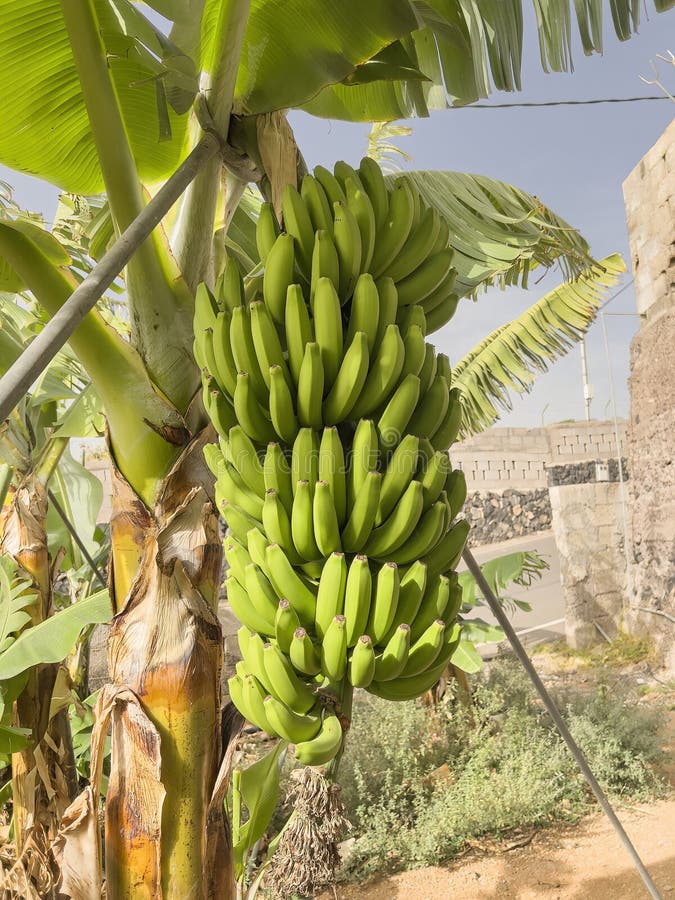 Banana Tree with Its Banana Pineapple Still Ripening Stock Image ...