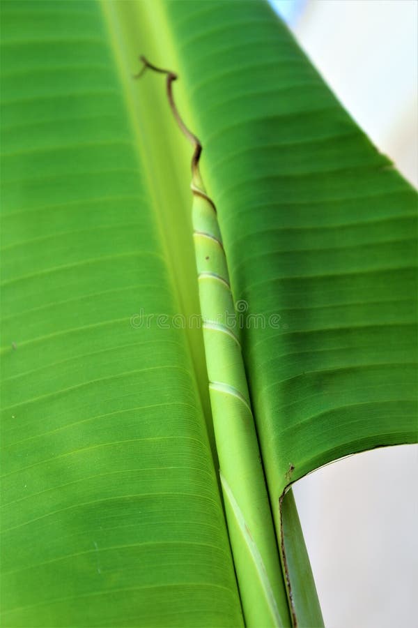 Banana tree stock photo. Image of desert, corm, elongated - 91419712