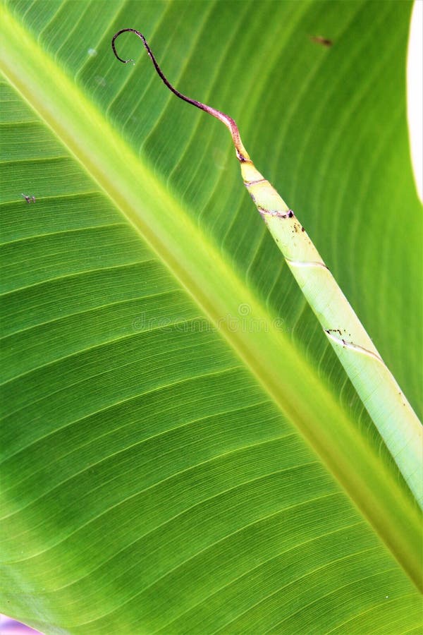Banana tree stock photo. Image of blade, large, curved - 91419770