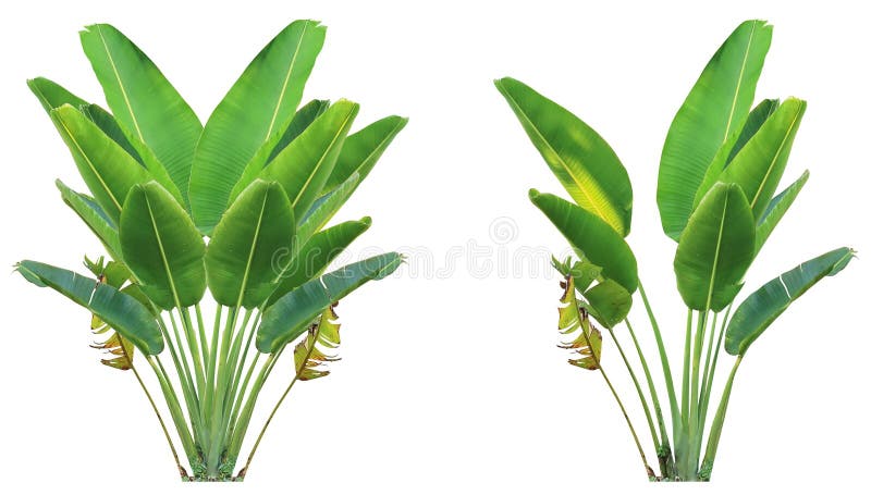 Banana tree and leaf stock photo. Image of nature, branch - 293614008