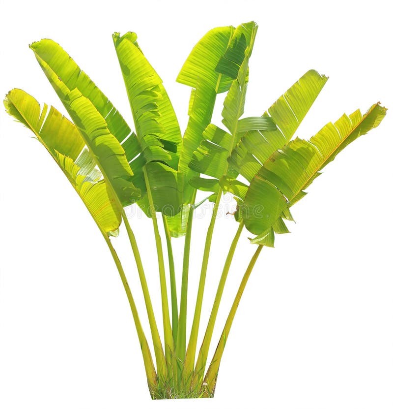 Banana tree and leaf stock image. Image of natural, grow - 293614109