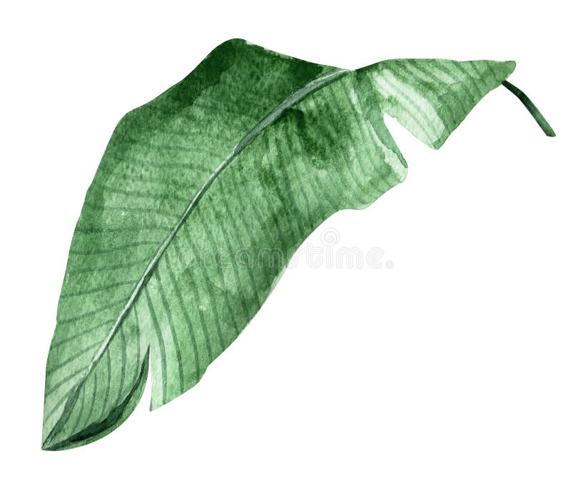 Banana Tree Leaves Watercolor Border Frame Template Stock Illustration ...