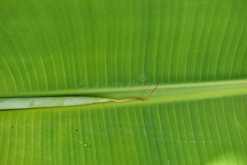 1,531 Banana Tree Leave Stock Photos - Free & Royalty-Free Stock Photos ...