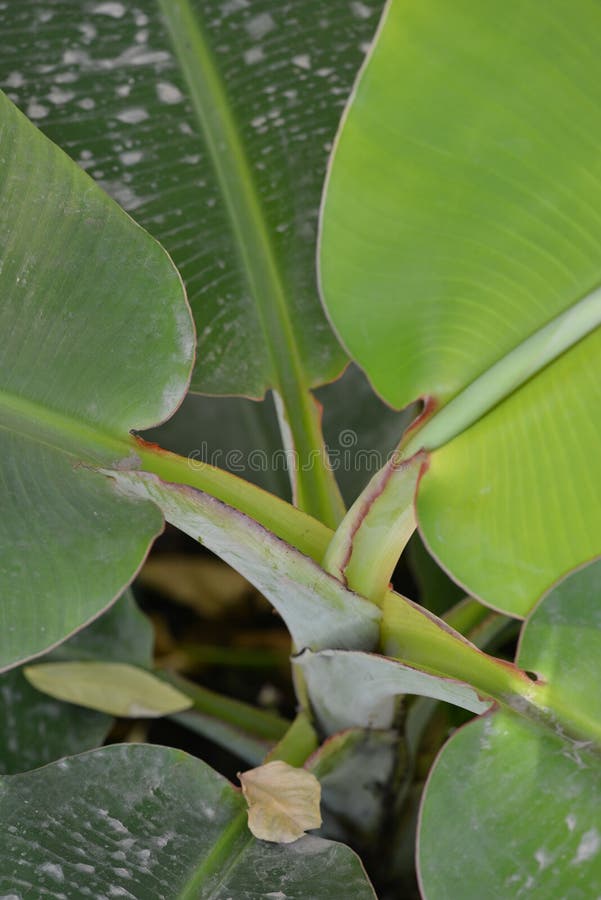 Banana tree leaves stock photo. Image of food, herb - 236677880