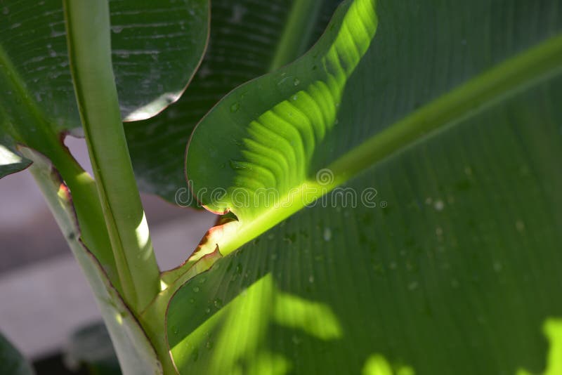 Banana tree leaves stock photo. Image of leaf, jungle - 236678100