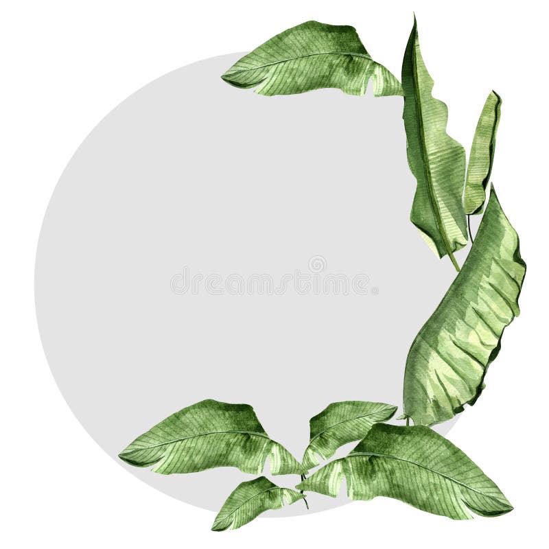Banana Tree Leaves Leaves Watercolor Frame Stock Illustration ...