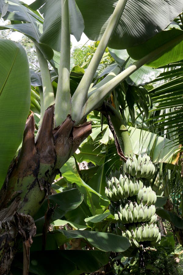 Banana tree stock photo. Image of flora, fruit, organic - 101983778