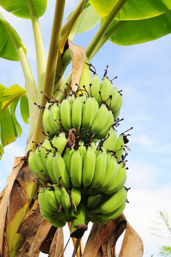 Banana on tree stock image. Image of banana, agriculture - 67219373