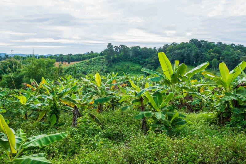 Banana Tree and Nature Landscape Stock Photo - Image of environment ...