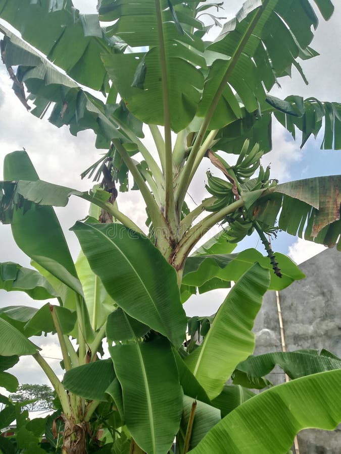 A Banana Tree that is Not yet Ripe Will Probably Mature in about 1 ...
