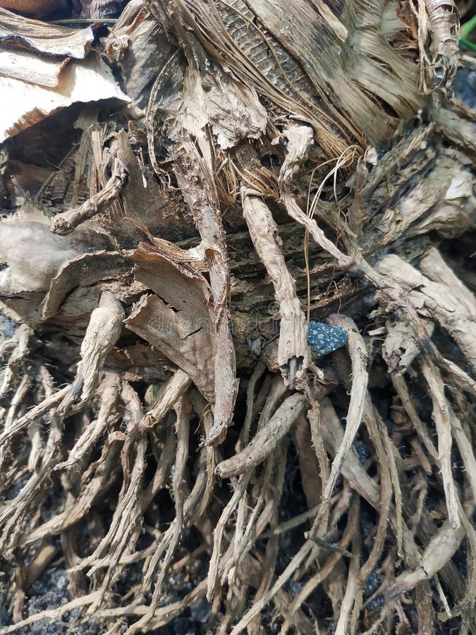 Banana tree old root stock photo. Image of frost, plant - 256996896