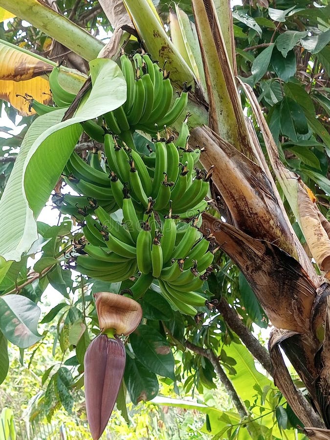 Banana on the Tree Original Photo Stock Photo - Image of fruit ...