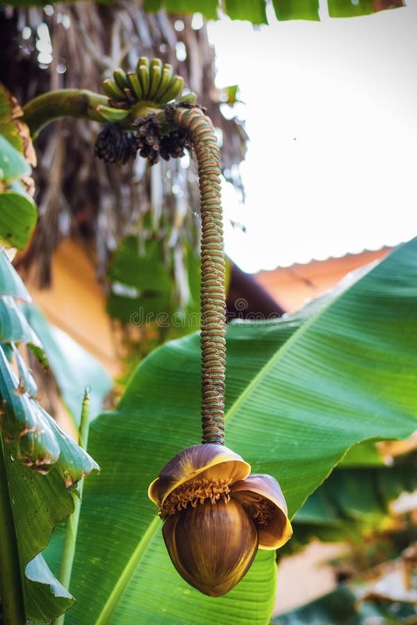 The banana tree with fruit stock image. Image of botanic - 393485155