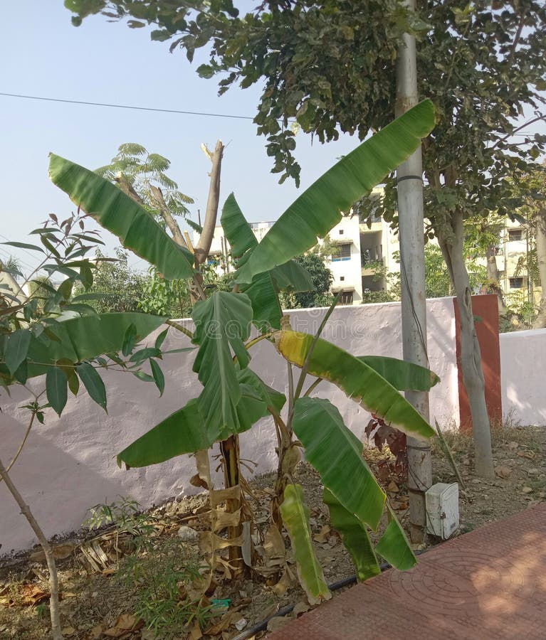 Kele Ka Ped Stock Photos - Free & Royalty-Free Stock Photos from Dreamstime