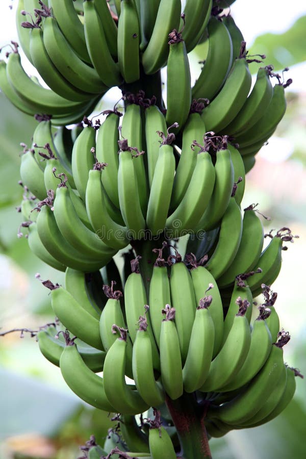Banana tree stock image. Image of bengal, countryside - 83769213