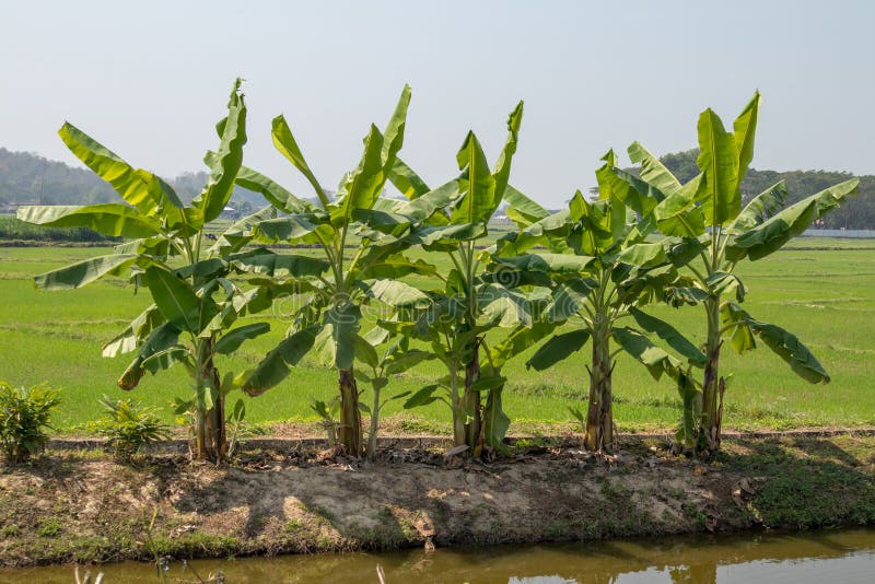 Banana tree plantation stock photo. Image of outdoor - 116820054