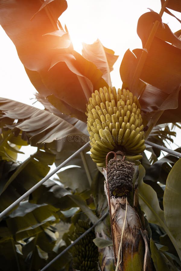 Banana Tree at Banana Plantation Stock Photo - Image of summer, farming ...