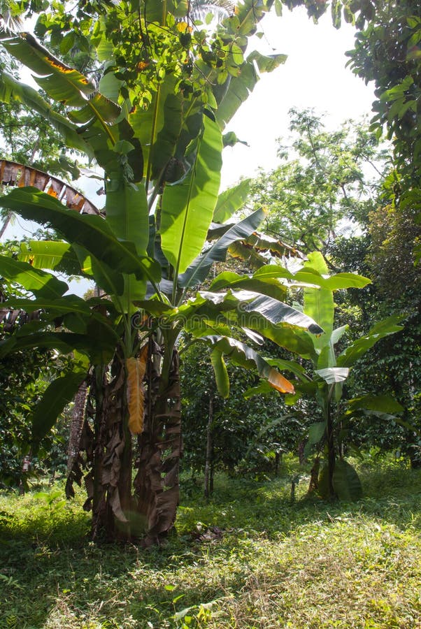 Banana tree stock photo. Image of stem, bloom, nature - 53250562