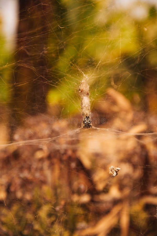 Banana Tree Planting in the Canary Islands Stock Photo - Image of ...