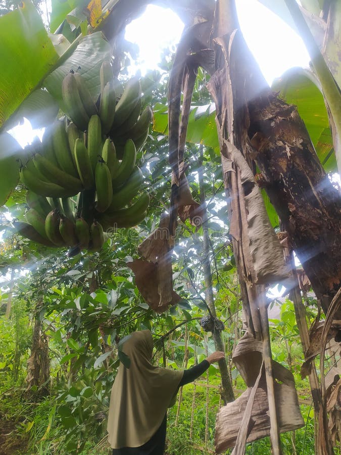 Banana Tree Ready To Harvest Ambon Bananas Stock Photo - Image of ...
