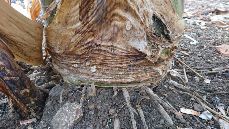 Banana Tree Root Texture, Nature Stock Photo - Image of skin, sunlight ...