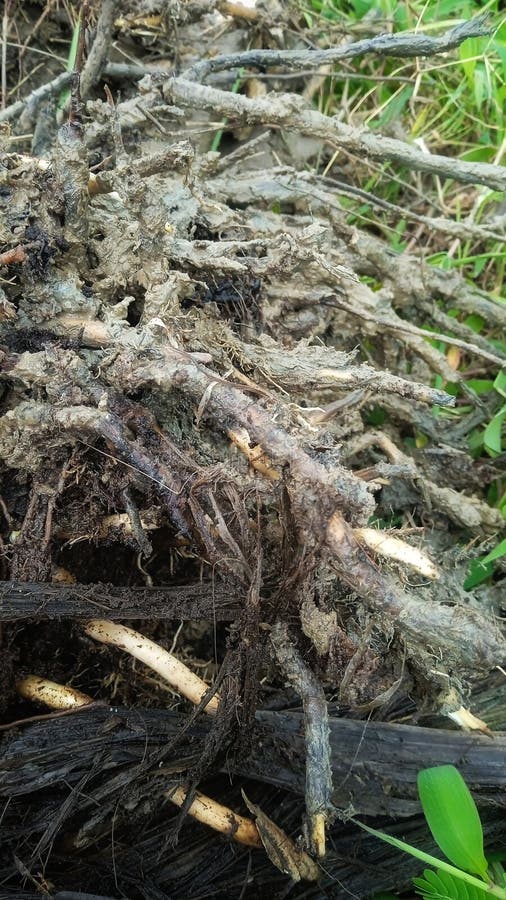 Banana Tree Roots are really Cool Stock Image - Image of trunk, cool ...