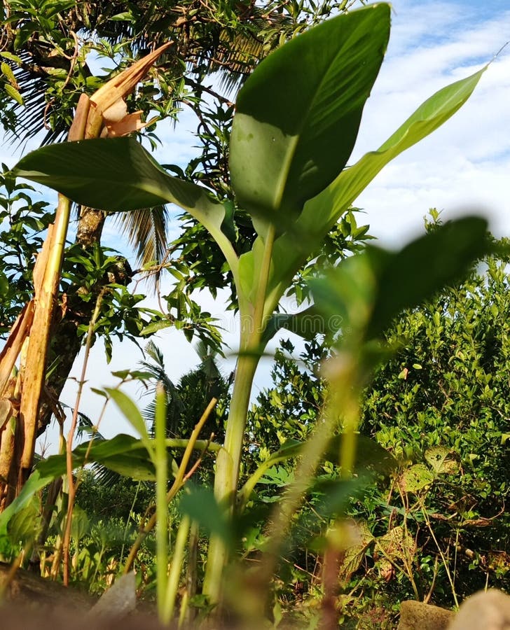 Banana tree sapling stock photo. Image of tree, banana - 359265782