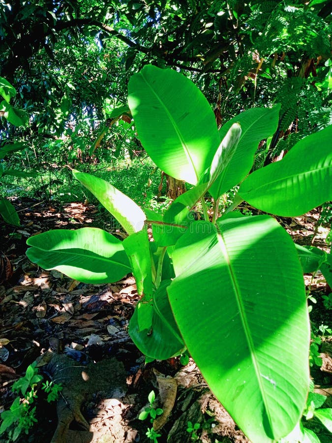 Banana Tree Sapling in the Yard Stock Photo - Image of green, woodland ...