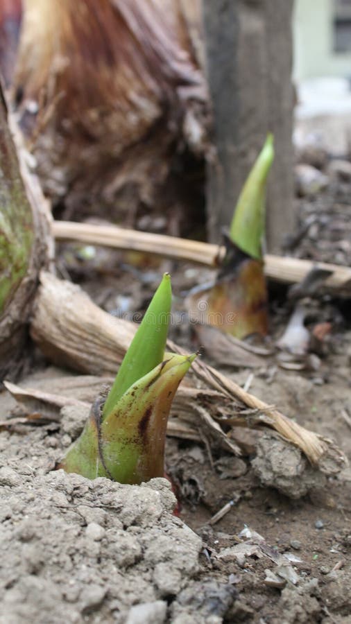 Banana tree shoots stock photo. Image of water, banana - 192777568