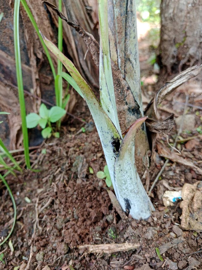 Banana tree shoots stock photo. Image of banana, budding - 307678542