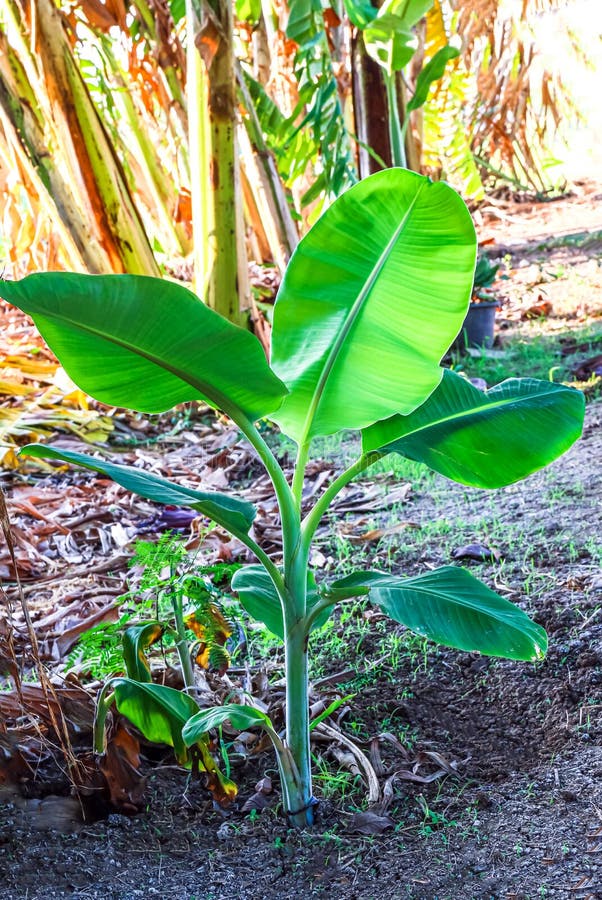 158 Banana Tree Sapling Stock Photos - Free & Royalty-Free Stock Photos ...