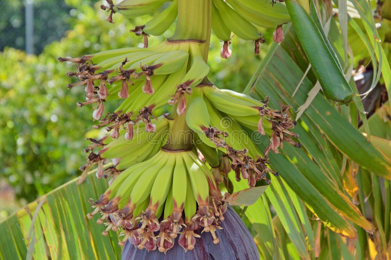 Banana tree in spring stock image. Image of tree, fruit - 113595417