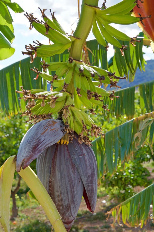 Banana tree in spring stock photo. Image of fresh, plant - 113595424