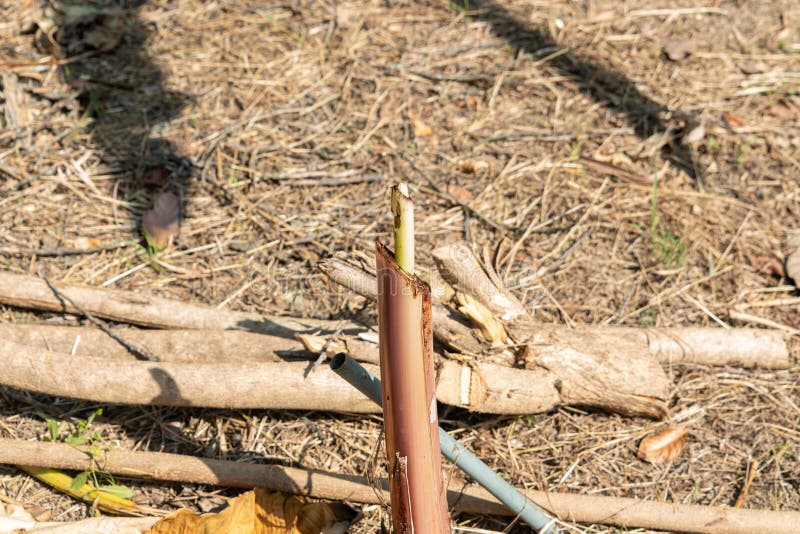 Banana tree stump stock photo. Image of sprouted, plant - 351922834
