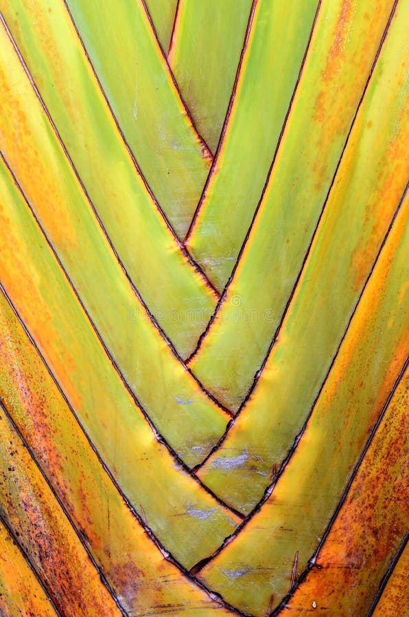 Banana tree texture stock image. Image of growth, natural - 31706059