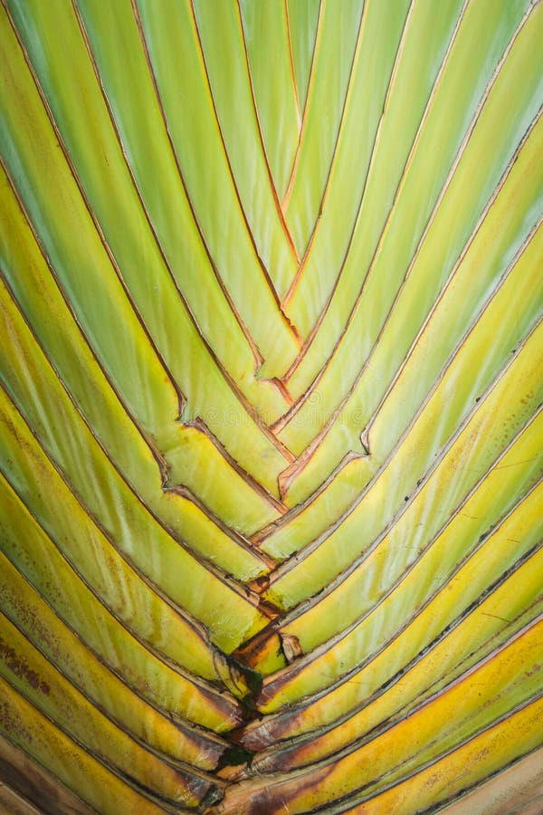 Banana tree textures stock image. Image of natural, abstract - 103777061