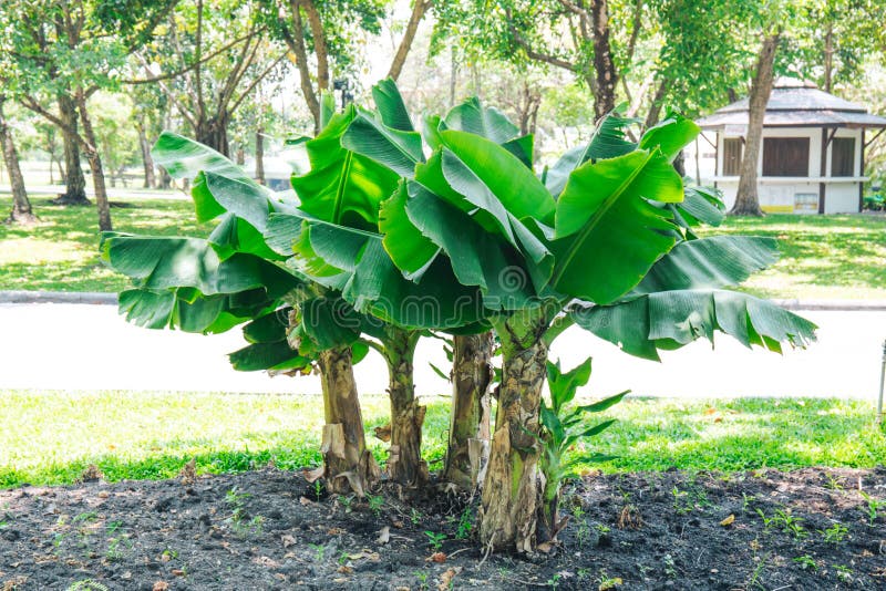 314 Graden Trees Stock Photos - Free & Royalty-Free Stock Photos from ...